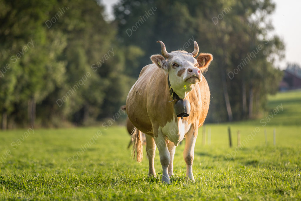 vaches_simmental-5976 - Savary Photography